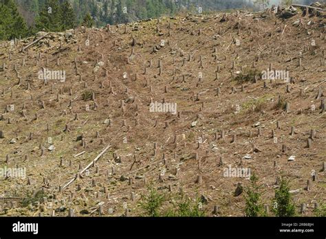 Tyrol Austria Collapsing Protective Forest In The Alps Due To