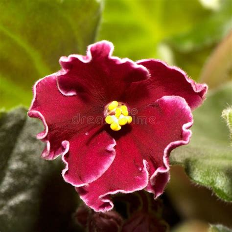 Beautiful Violet Stock Image Image Of Natural Background 3884393