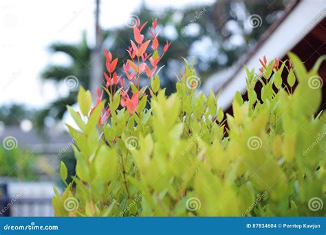 Syzygium Australe Tree Royalty Free Stock Image