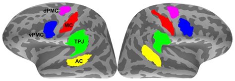 Regions Of Interest Rois Ac Auditory Cortex Tpj Temporoparietal