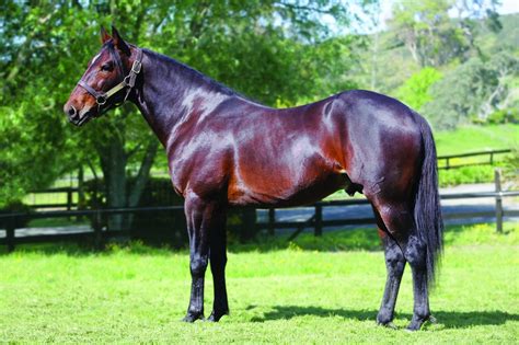 American American Standardbred Adoption Program Asap