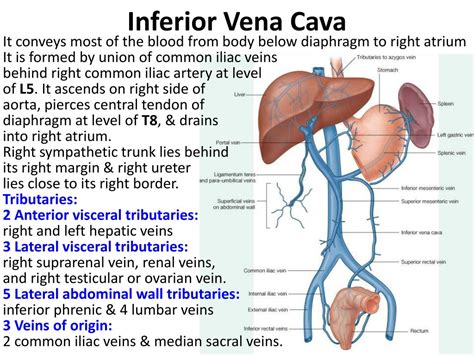 Ppt Major Abdominal Vessels Powerpoint Presentation Free Download
