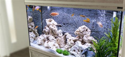 Советы начинающим аквариумистам - интернет-зоомагазин Четыре Лапы