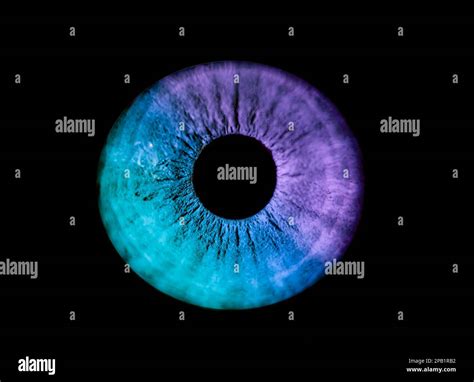 Human Blue And Violet Iris Eye Colorful Pupil In Macro On Black