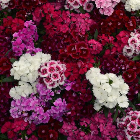 Dianthus Floral Lace Mix Flower Seeds
