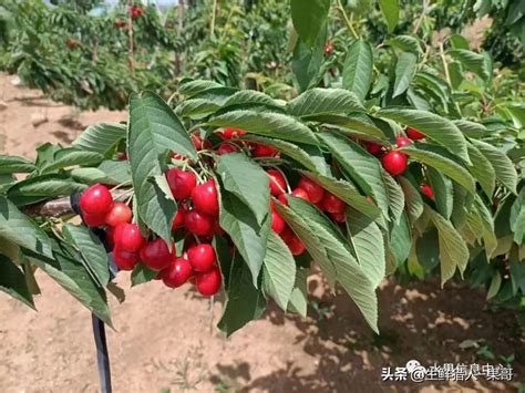 樱桃是哪里的出产地及品种介绍 说明书网