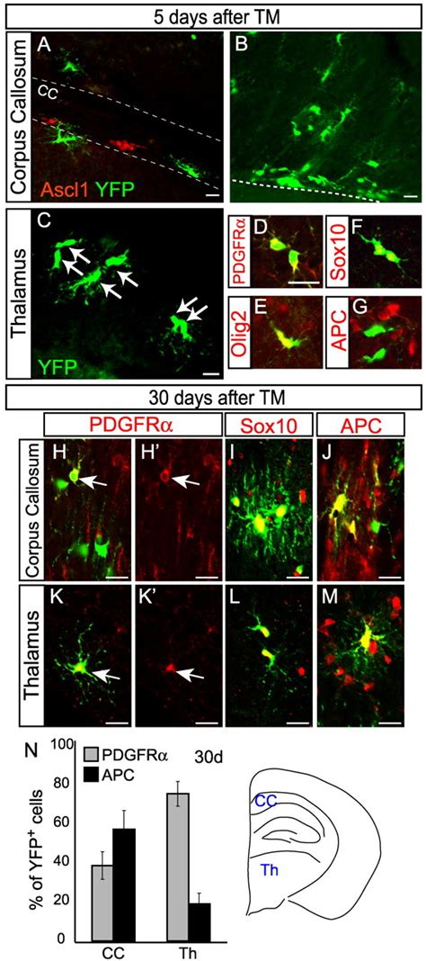 In Vivo Analysis Of Ascl1 Defined Progenitors Reveals Distinct Developmental Dynamics During