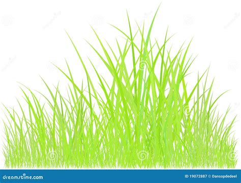 Green Grass Graphic Stock Vector Illustration Of Summer 19072887