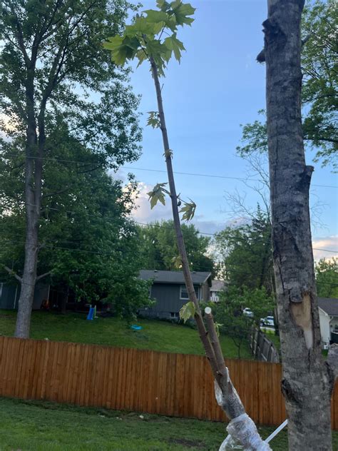Propagation Of Sugar Maple Rarborists