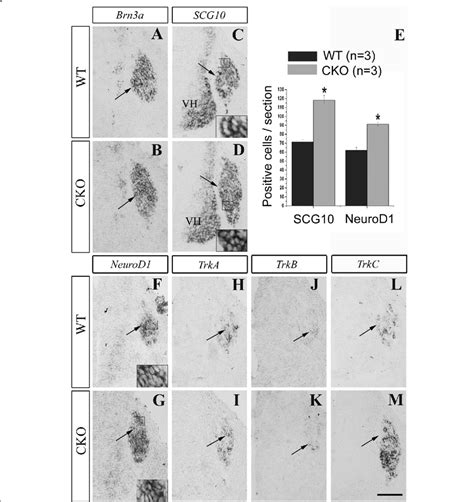 Increased TrkC Neurons In Rbpj Deficient DRG At E10 5 A D F G Download Scientific Diagram