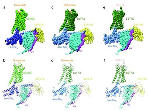 Nat Chem Biol 郑三多实验室阐述gpcr配体偏向性激活g蛋白的分子机制 清华大学生物医学交叉研究院