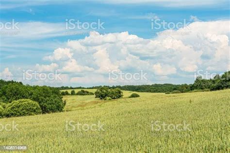 밀밭과 시골 풍경 여름 화창한 날에 유럽 농업 언덕이 많은 들판 자연 풍경 배경 0명에 대한 스톡 사진 및 기타 이미지 0명 가로수 건강한 식생활 Istock