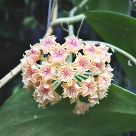 Hoya Mindorensis Aroid Nursery