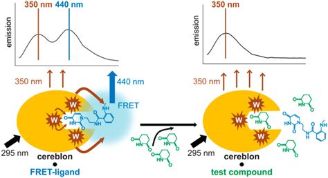 A Fret Based Assay For The Identification And Characterization Of Cereblon Ligands Journal Of