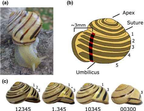 Snails Grow Their Shells At Helen Phillips Blog