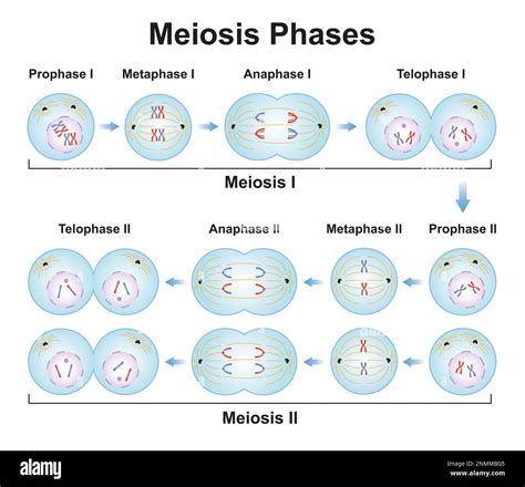 Phases Of Meiosis
