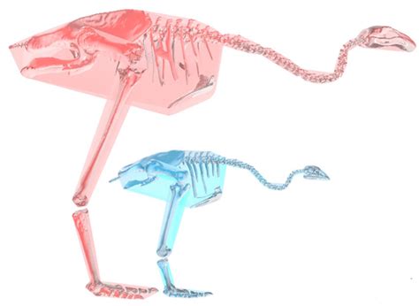 Extinct Giant Moa Bird Wasnt So Giant After All New Study Finds Nbc