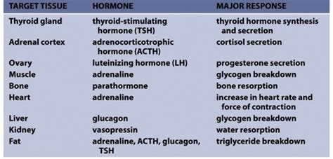 Phys 1 Lecture 7 Flashcards Quizlet