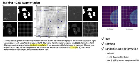 u net convolutional networks for biomedical image segmentation 2015