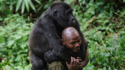 Dr Congos Virunga National Park The Deadly Job Of Protecting Gorillas