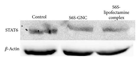 Measurement Of Stat6 Protein Expression By Western Blot The Effect Of