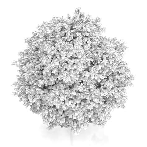 Common Walnut Tree Juglans Regia 3m 3d Model Download Trees On