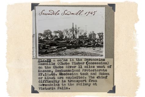 Chobe Safari Lodge Rewilding The Bush Walk At The Chobe Safari Lodge