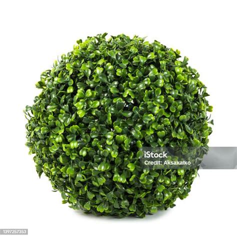 Árbol De Arbusto Topiario De Bola De Boj Artificial Foto De Stock Y Más