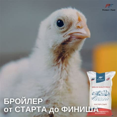 Как кормить бройлеров Protectandfeed Дзен