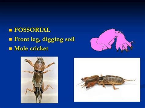 Ppt Types Of Insects Legs Powerpoint Presentation Id