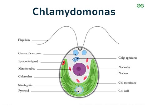 Chlamydomonas Geeksforgeeks