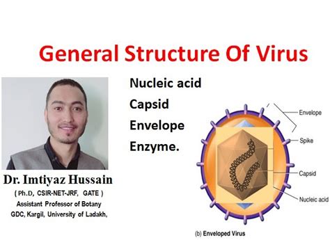 General Virus Structure