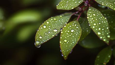 Rain Kissed Greenery A Macro Journey Through Dewy Leaves 8k Wallpaper