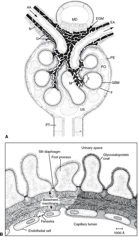 Extraglomerular Mesangial Cells