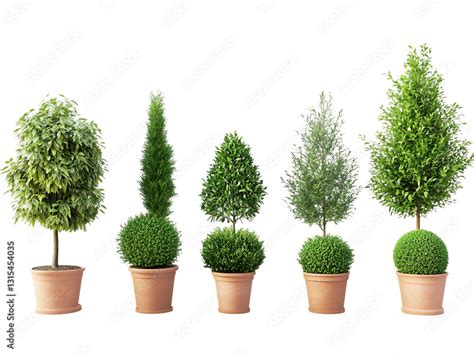 Six Potted Topiary Trees With Various Shapes And Shades Of Green In
