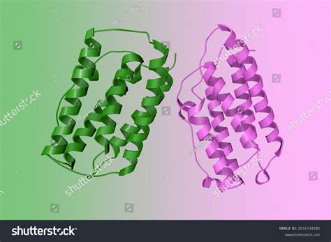 Human Interferon Beta Crystal Structure Rendering Stock Illustration