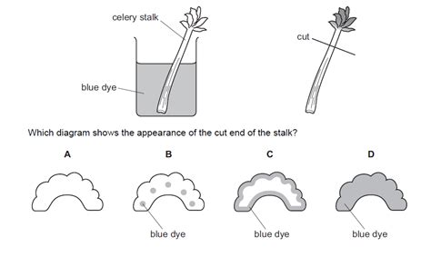 Igcse Biology 0610 82 Water Uptake Igcse Style Questions Paper 1