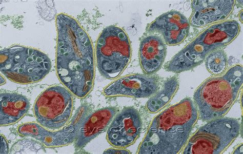 Toxoplasma Toxoplasma Gondii Is A Banana Shaped Protozoan With A