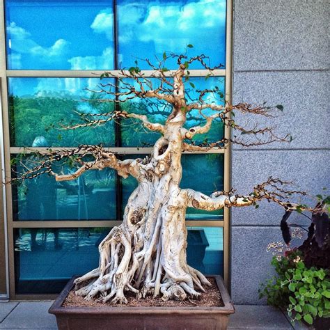 Eight Foot Tall Ficus Trunk Chop How Low Can You Go Bonsai Tree