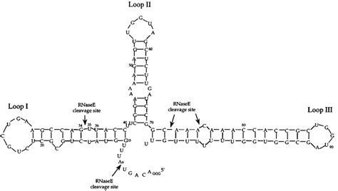 Secondary Structure Of Pbr322 Rna I 31 32 The Sites Of