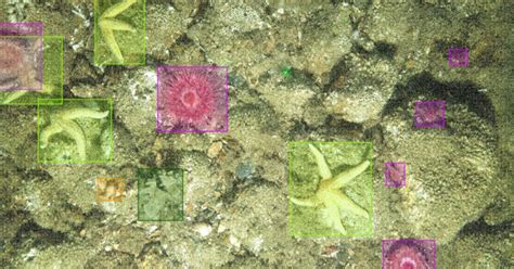 Viridien Well Be Discussing Our Use Of Machinelearning For Benthic Taxon Identification At