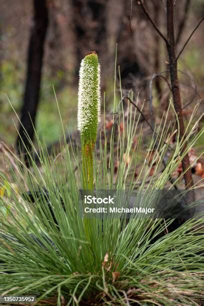 Flowering Balga Or Grass Tree In Shannon National Park Western