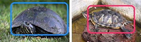 Sexing A Red Eared Slider 6 Male Vs Female Differences More Reptiles
