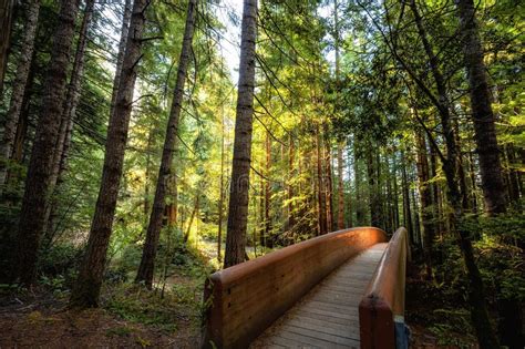 Bridge To The Redwoods Lady Bird Johnson Grove Redwoods National And