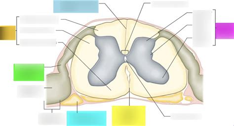 Spinal Cord Reflexes Labeling Diagram Quizlet