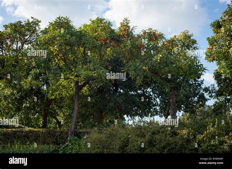 Orange Trees Fruit Stock Photos Orange Trees Fruit Stock Images Alamy