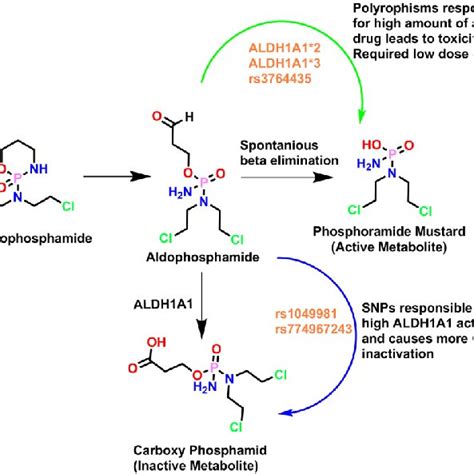 Full Article Role Of Genetic Polymorphisms In Drug Metabolizing Enzyme