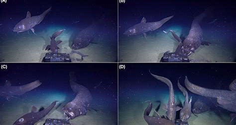 Predator Of The Deep The Yokozuna Slickhead Oceanbites