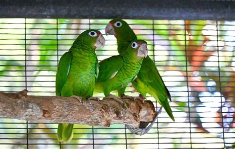 Drna Y Para La Naturaleza Acuerdan Fortalecer Aviarios De La Cotorra