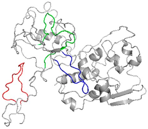 Development Of Detection Antibody Targeting The Linear Epitope In Sars Cov 2 Nucleocapsid